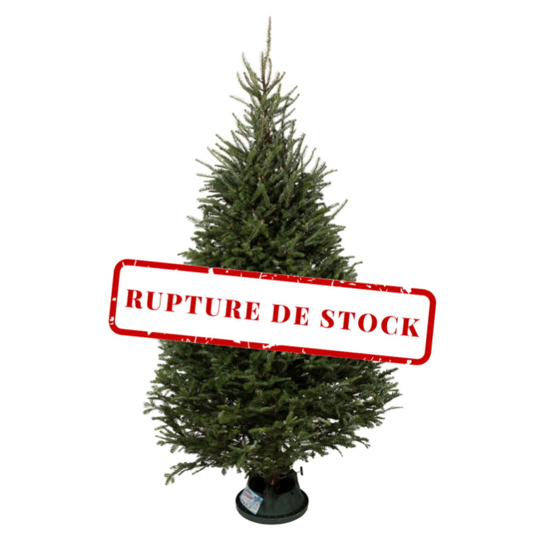 Sapin Fraser – Bôsapin